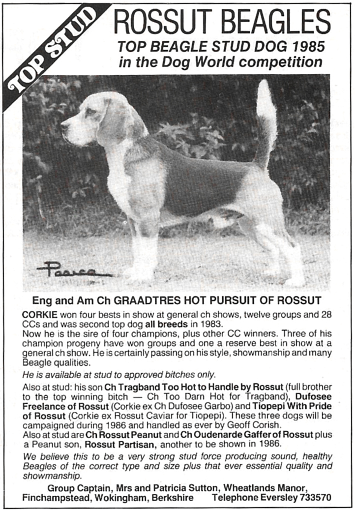 Rossut Kennels advert · The Beagle History Resource