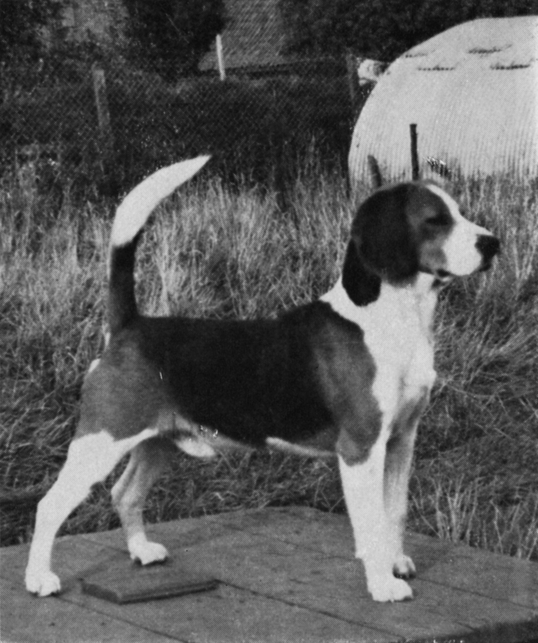 Ch. Barvae Paigan · The Beagle History Resource