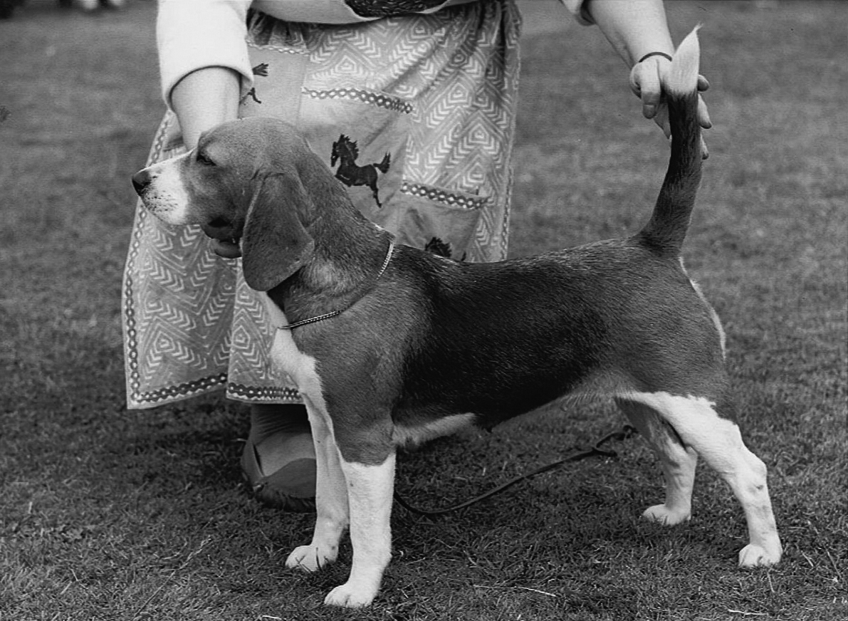 Ch. Rossut Treetops Hasty Footsteps · The Beagle History Resource