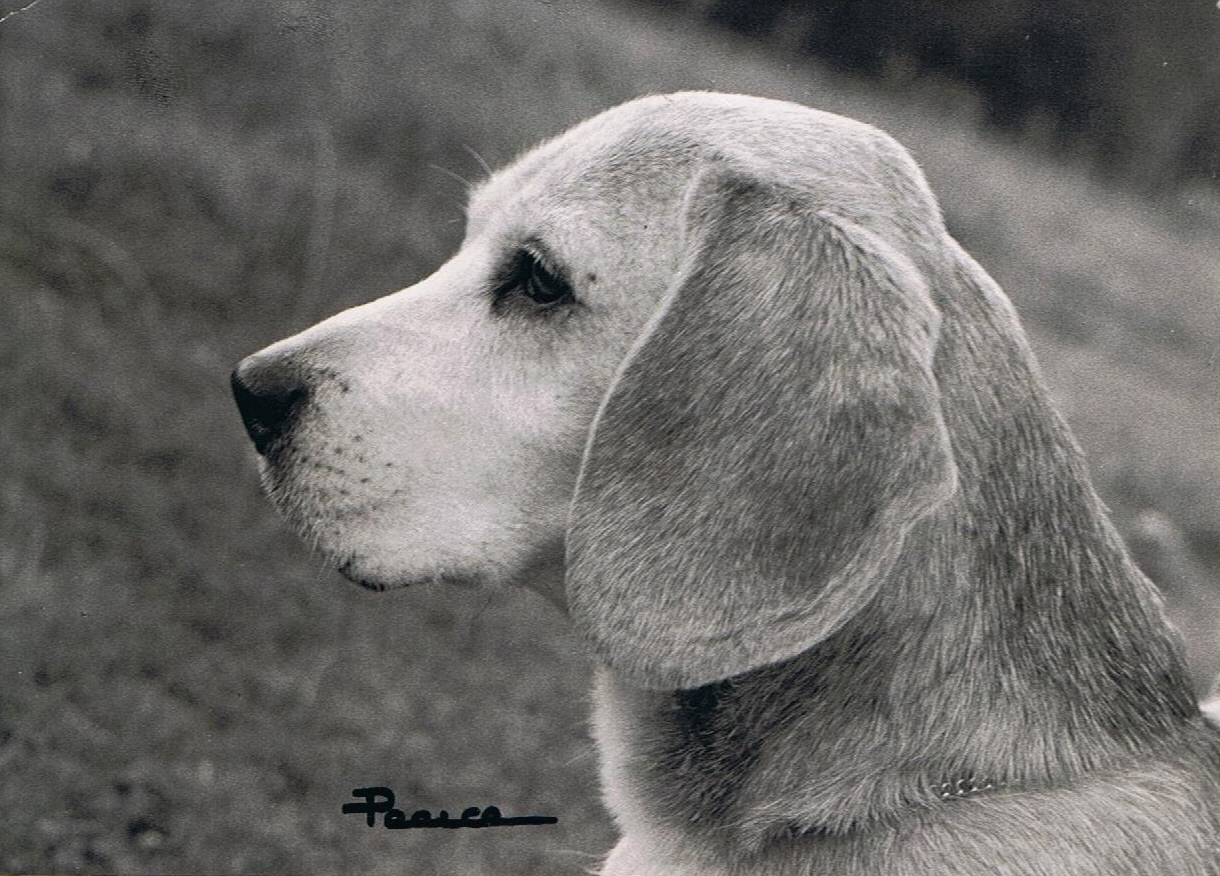 Rossut Joker, 12 years old · The Beagle History Resource