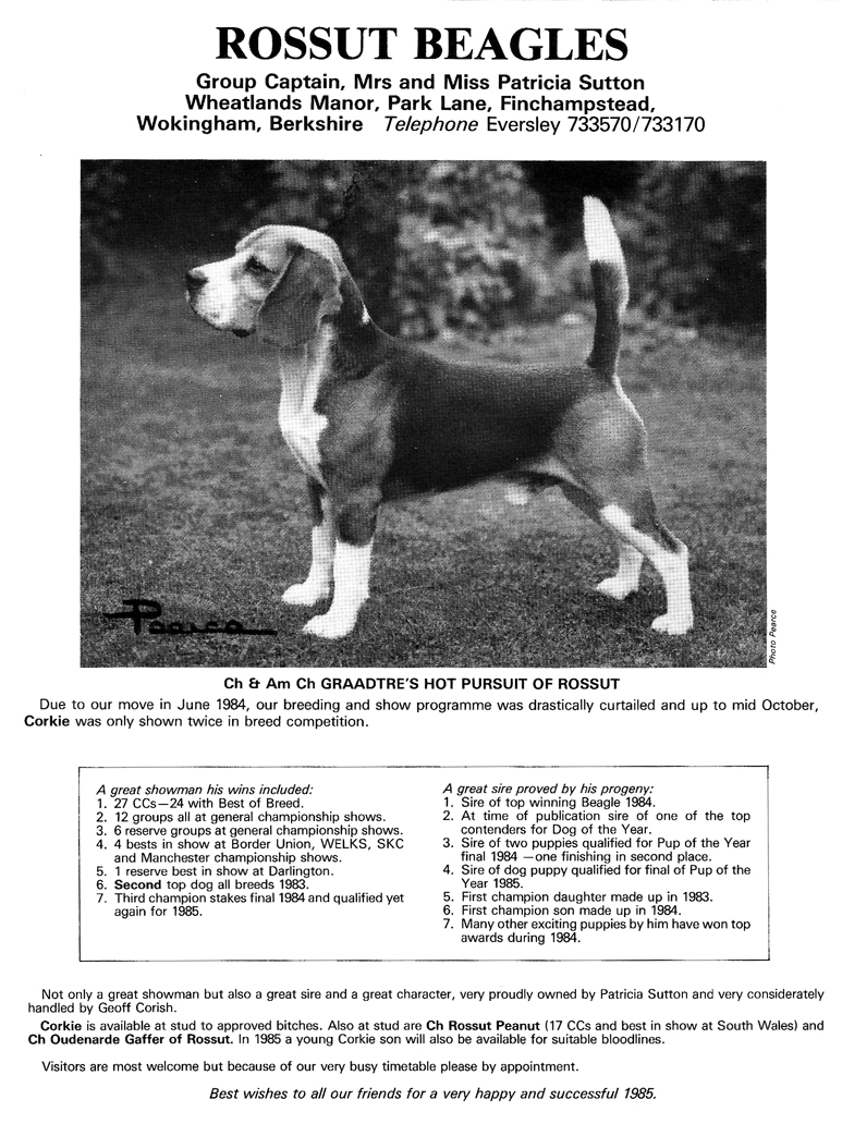 Rossut Kennels advert with picture of Graadtre's Hot Pursuit of Rossut ...